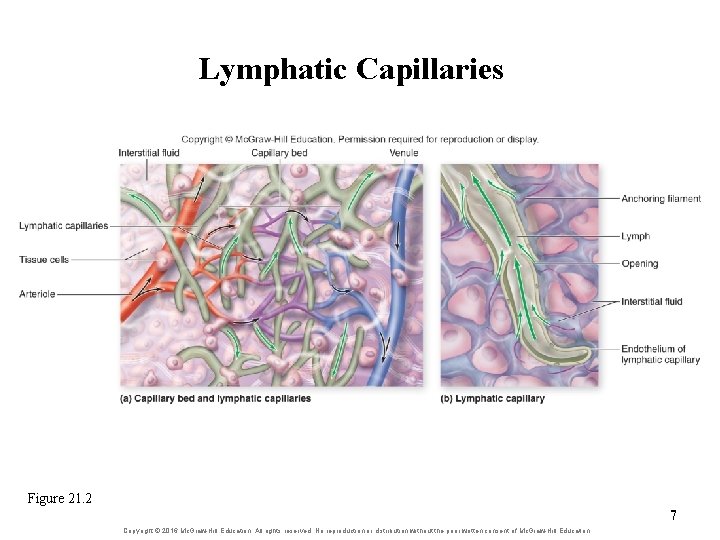 Chapter 21 Lecture Outline See separate Power Point