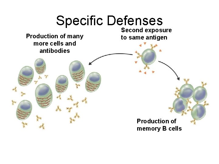 10 b Know the role of antibodies in