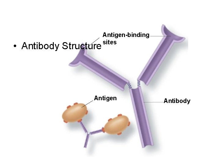 10 b Know the role of antibodies in
