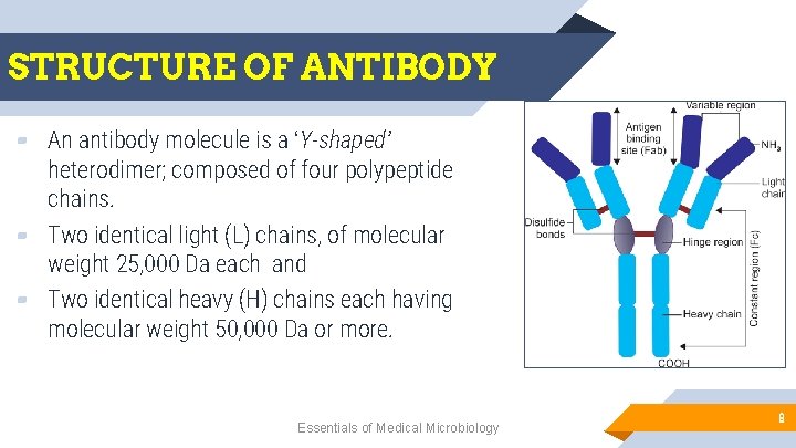 Antibody Learning objectives At the end of the