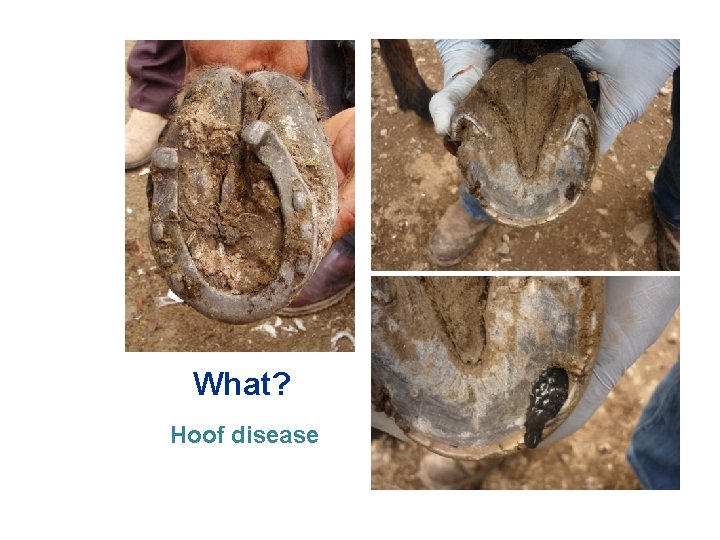 Donkey paired with ox for ploughing Health problems