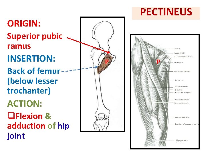 ANTERIOR MEDIAL COMPARTMENTS OF THIGH OBJECTIVES At the
