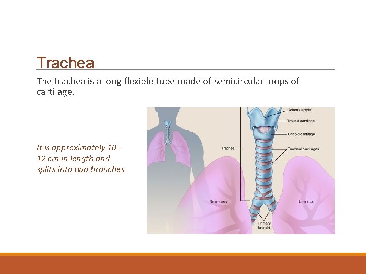 The Human Respiratory System SBI 3 U 1