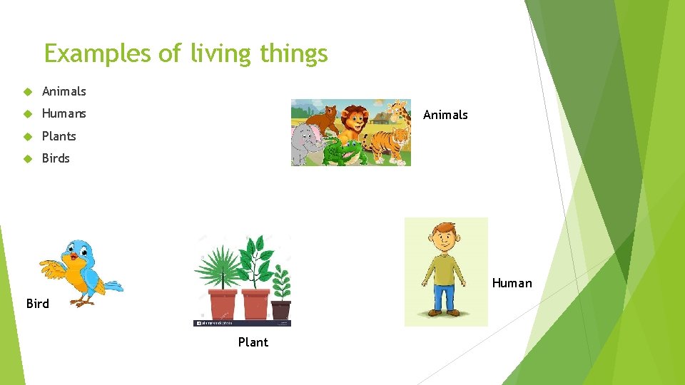 General Science Living and Nonliving Things Plants Useful