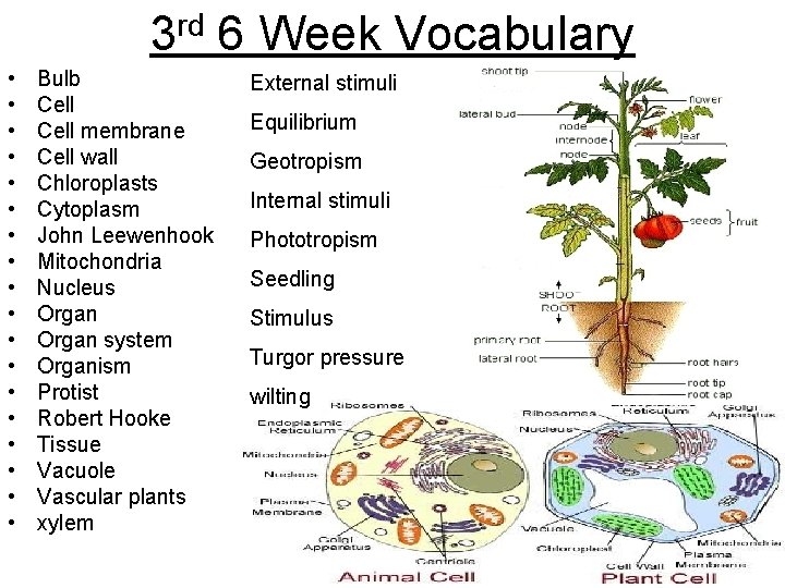 3 rd 6 Week Vocabulary Bulb Cell membrane