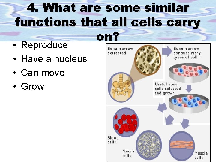 3 rd 6 Week Vocabulary Bulb Cell membrane