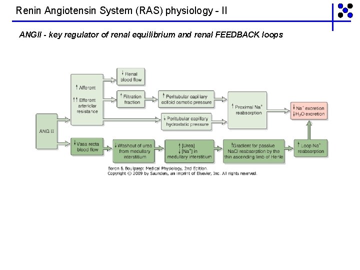 Are ACE inhibitors protective in nonDM renal disease