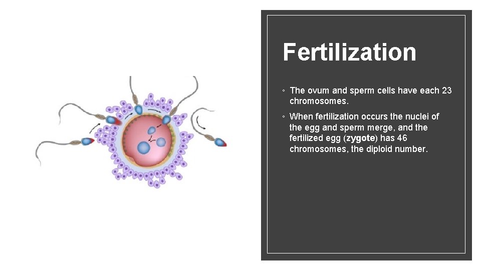 51 1 MEIOSIS Unit 3 The Reproductive Systems