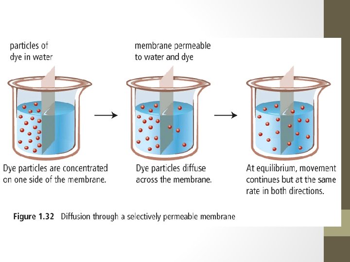 1 3 Osmosis and Diffusion Diffusion Osmosis and