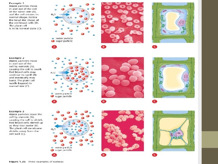 1 3 Osmosis and Diffusion Diffusion Osmosis and