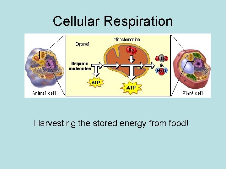 Cellular Respiration Harvesting the stored energy from food