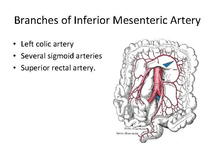 Blood supply of Gastrointestinal Tract Abdominal Aorta It