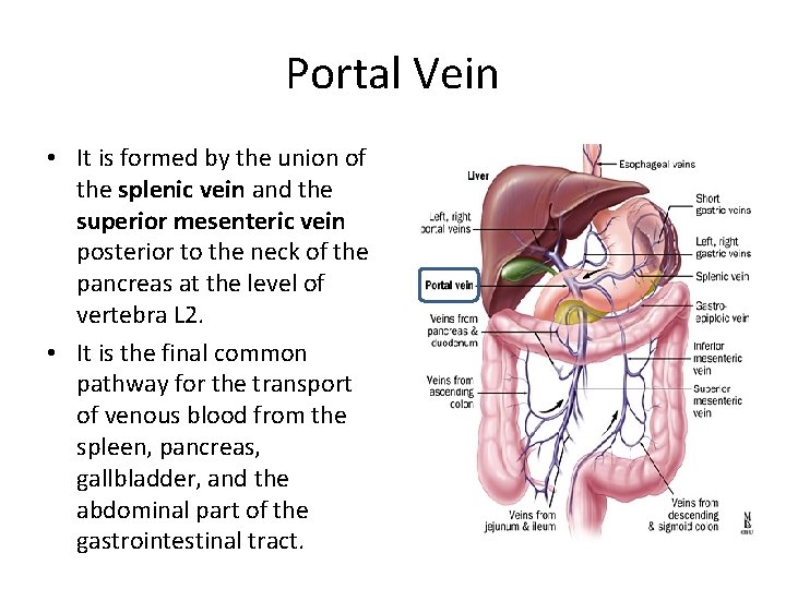 Blood supply of Gastrointestinal Tract Abdominal Aorta It