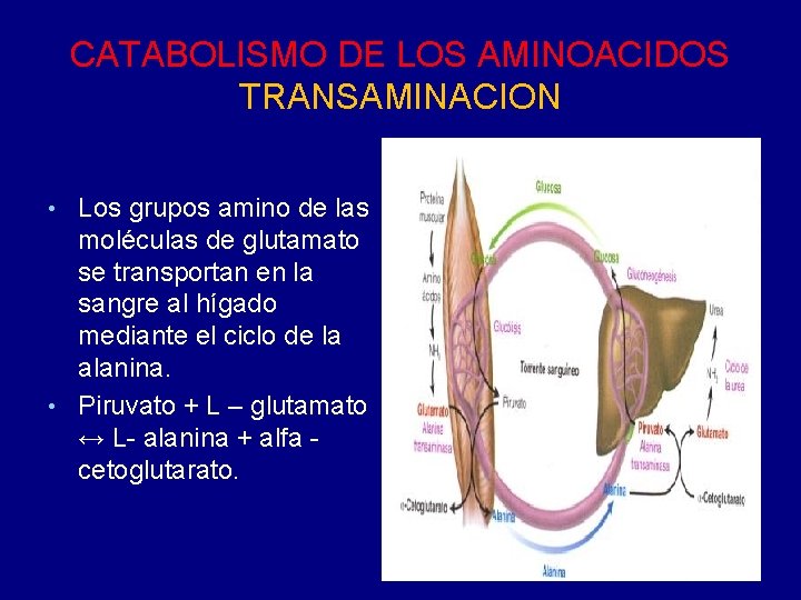 CATABOLISMO DE LOS AMINOACIDOS CATABOLISMO Sucede en 3