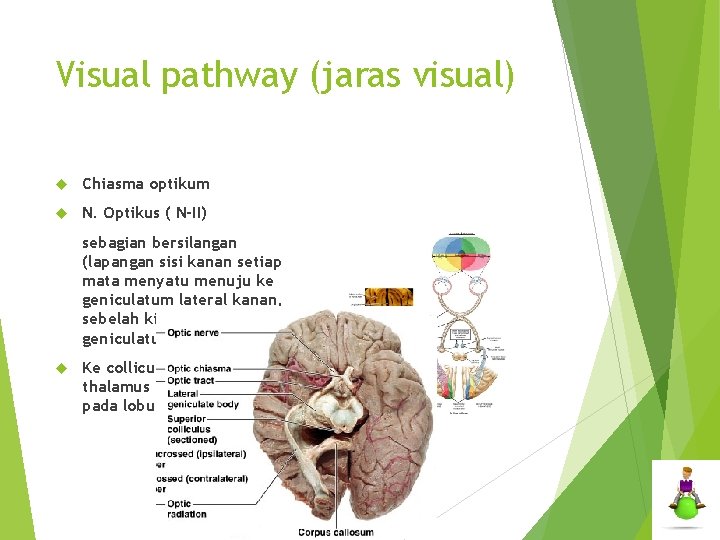 ANATOMI SISTEM PANCA INDERA PENDAHULUAN Pengertian q Organ