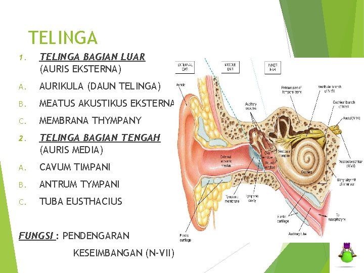 ANATOMI SISTEM PANCA INDERA PENDAHULUAN Pengertian q Organ