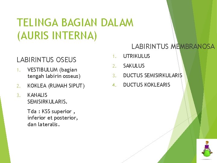 ANATOMI SISTEM PANCA INDERA PENDAHULUAN Pengertian q Organ