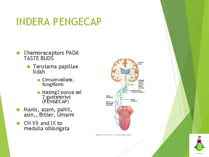 ANATOMI SISTEM PANCA INDERA PENDAHULUAN Pengertian q Organ