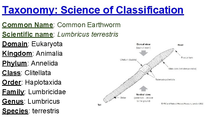Welcome Back Diversity of Living Things Dissection Unit