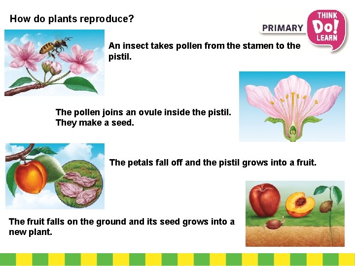natural sciences 3 What are plants like Plants