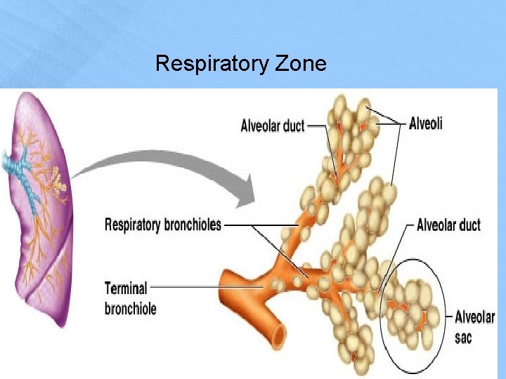 The Respiratory System AP Review Respiratory Overview Respiratory