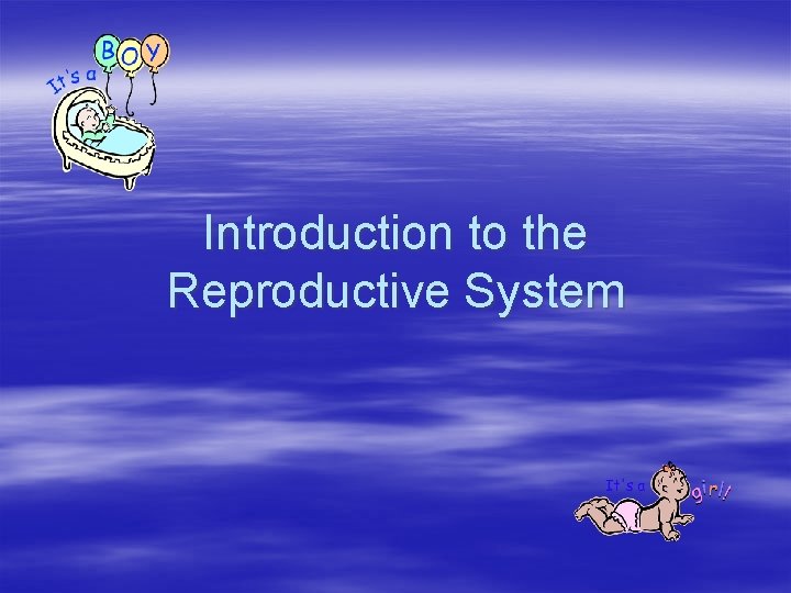 Introduction to the Reproductive System Female Reproductive System