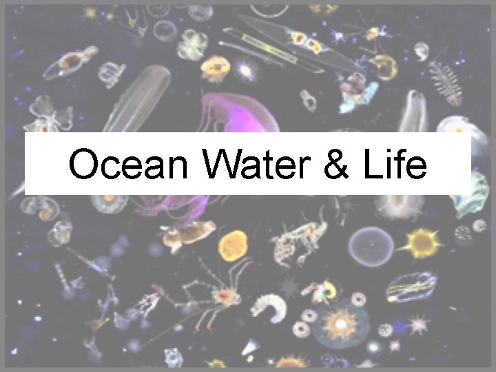 Ocean Water Life Ocean Water Life The Ocean