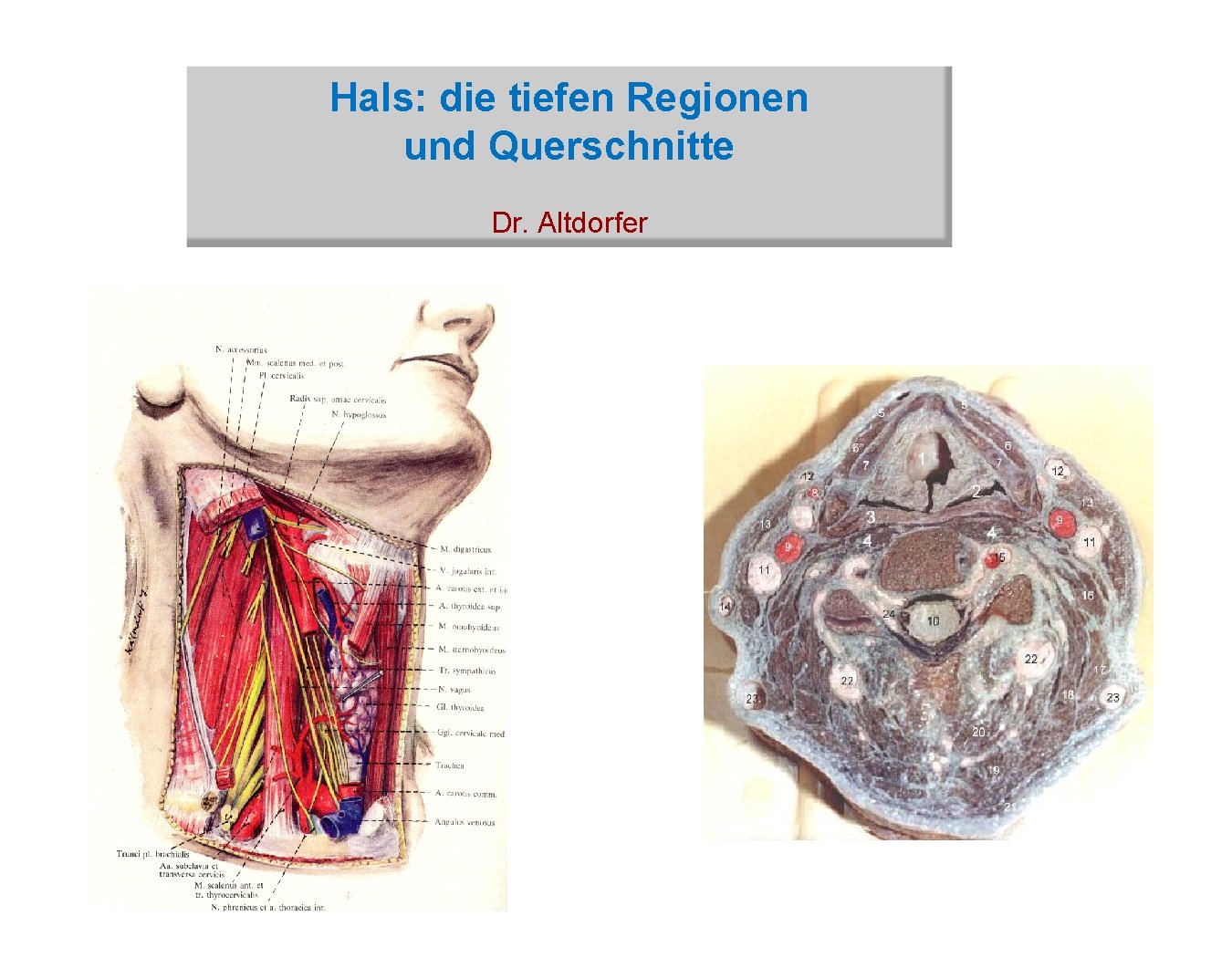 Hals die tiefen Regionen und Querschnitte Dr Altdorfer