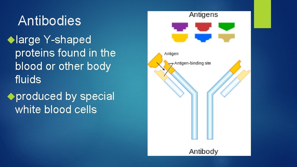 Antibodies Immune System organs and tissues that work