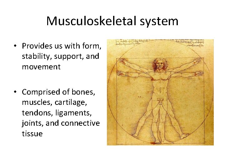 Musculoskeletal Anatomy KCOM Anatomy Fellows Musculoskeletal system ...