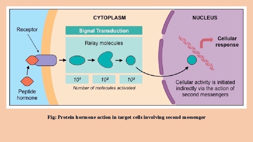 AN OUTLINE OF ENDOCRINE SYSTEM Presented by Dr