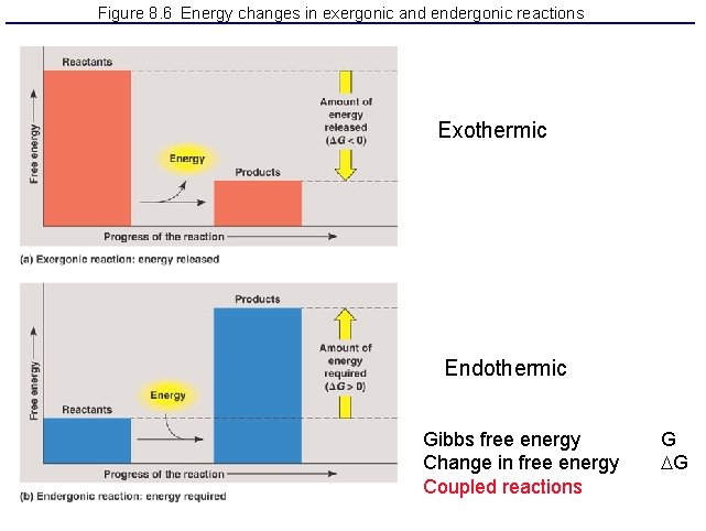 Chapter 8 Introduction to metabolism Potential and Kinetic