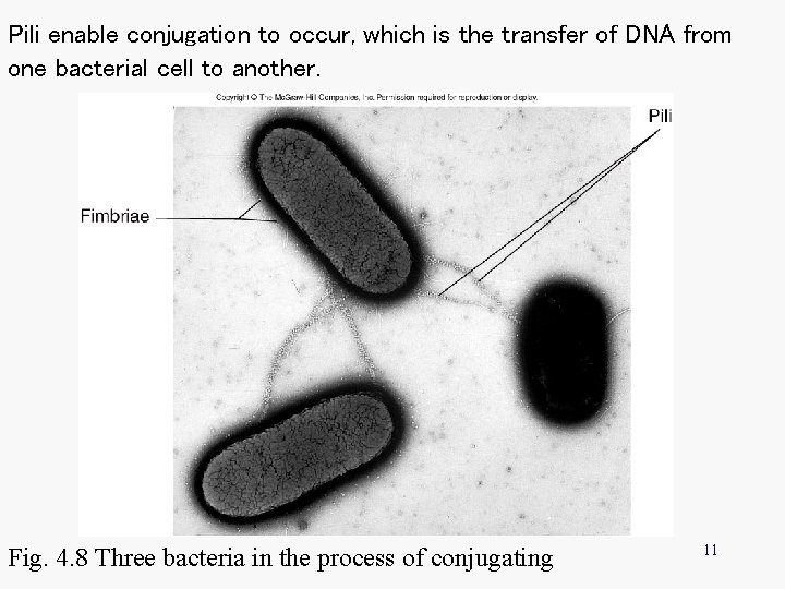 Chapter 4 Topics External Structures Cell Envelope Internal