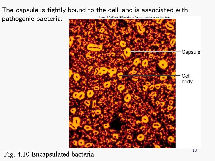 Chapter 4 Topics External Structures Cell Envelope Internal
