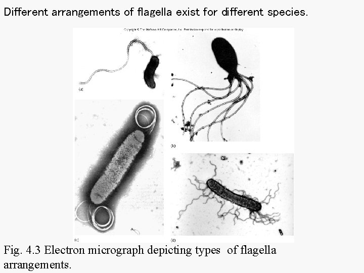 Chapter 4 Topics External Structures Cell Envelope Internal