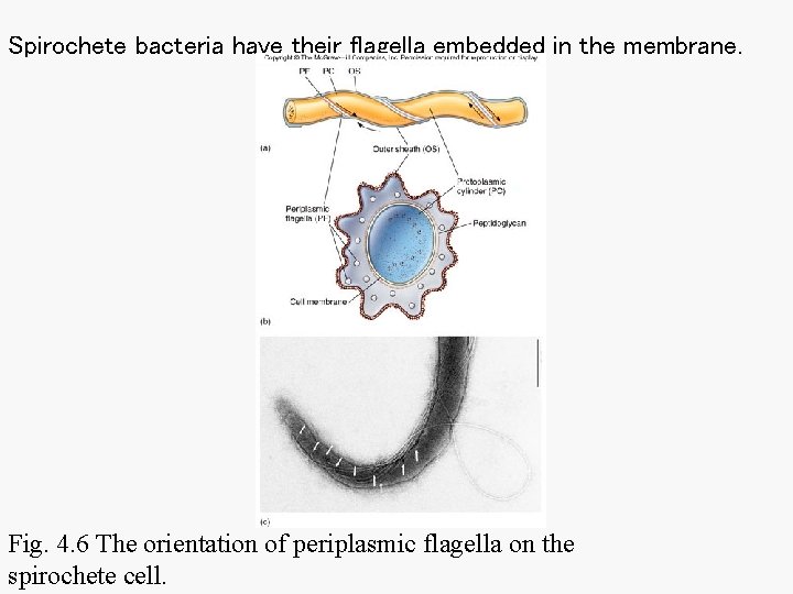 Chapter 4 Topics External Structures Cell Envelope Internal