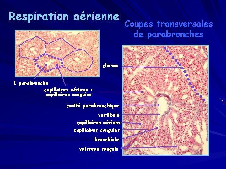 RESPIRATION Echanges respiratoires par diffusion Respiration branchiale ...
