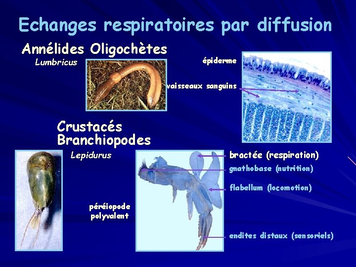 RESPIRATION Echanges respiratoires par diffusion Respiration branchiale ...