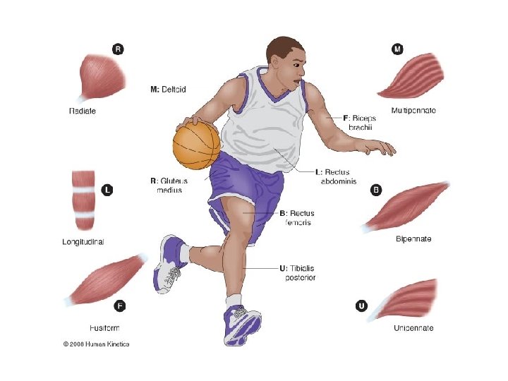 FACTORS AFFECTING MUSCLE FORCE PRODUCTION Module 1 Anatomy