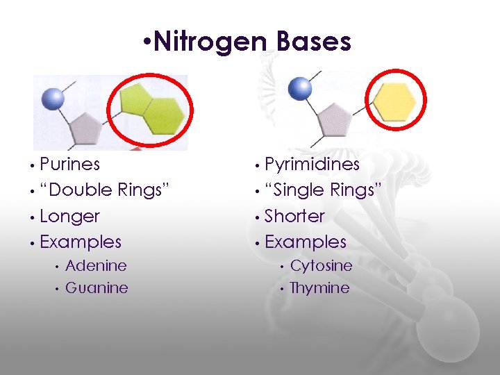 DNA Biology By Presenter Media com DNA Deoxyribonucleic