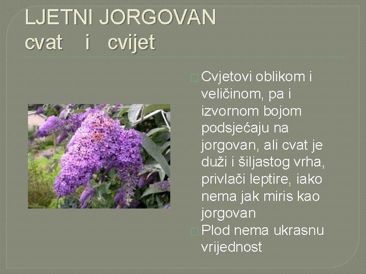 BUDDLEIA DAVIDII HIPPOPHAE RHAMNOIDES PRIREDILA DUBRAVKA IVANII BUDDLEIA