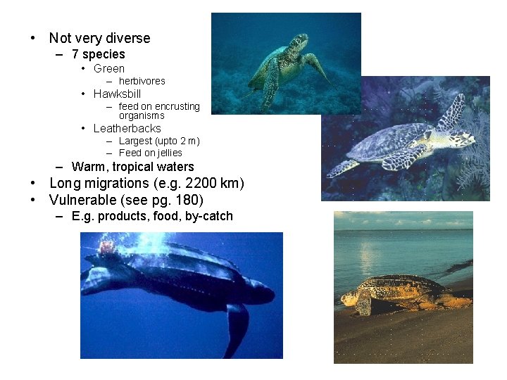 Sea turtles Air breathing Ectothermic coldblooded poikilotherms Metabolism