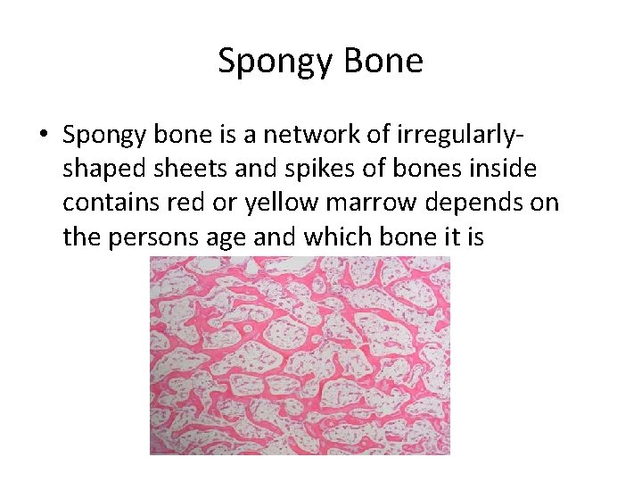 Skeletal System Skeletal are important to us babies