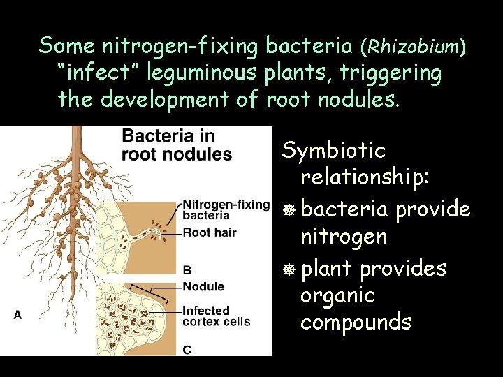 TRANSPORT SYSTEMS IN PLANTS Chapter 19 A Essential