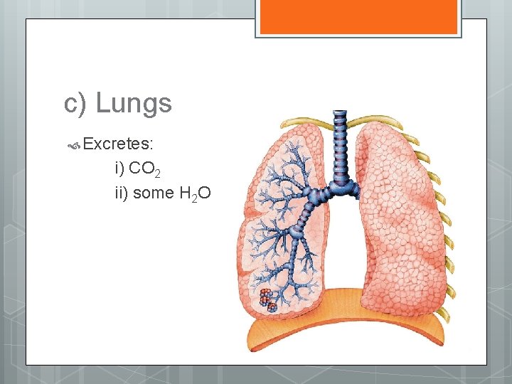 Excretory System Part 1 Excretion Process that rids