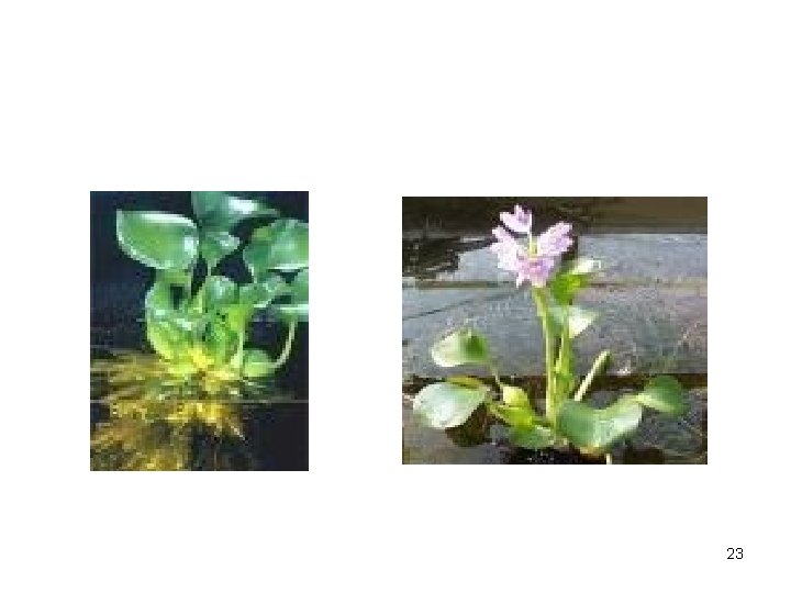 Lowtech solutions Aerobic ponds Facultative ponds Anaerobic ponds