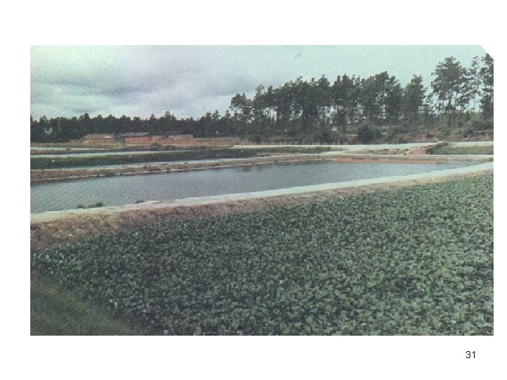 Lowtech solutions Aerobic ponds Facultative ponds Anaerobic ponds