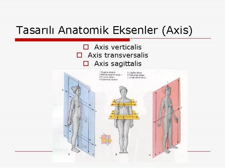 ANATOMYE GR ANATOM NEDR o Anatomi grekede kesip