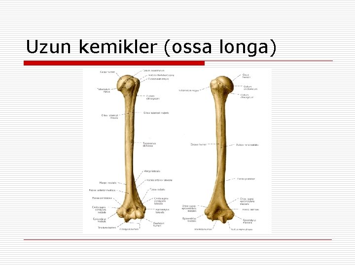 ANATOMYE GR ANATOM NEDR o Anatomi grekede kesip