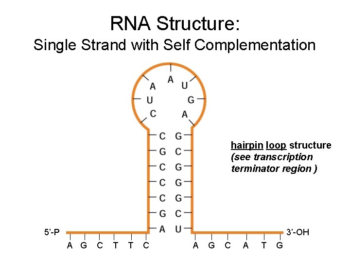 Microbial Genetics Central Dogma Regulation of Gene Expression